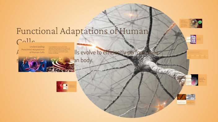 Functional Adaptations of Human Cells by Carlos Ezequiel Pino Pupo on Prezi