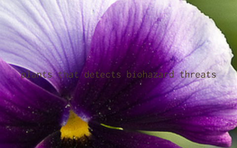 plants that detect biohazard threats by ivan valles on Prezi