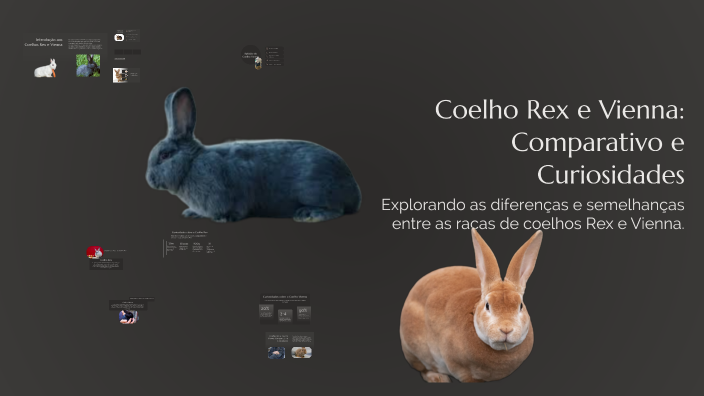 Coelho Rex e Coelho Vienna: Comparativo e Curiosidades by João Vitor ...