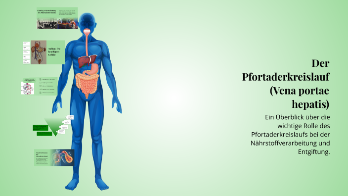 Der Pfortaderkreislauf (Vena portae hepatis) by Vanessa Schukraft on Prezi
