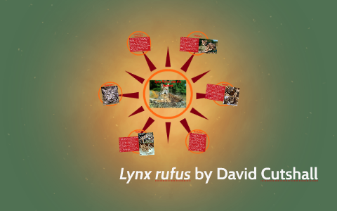 Lynx rufus by David Cutshall by david cutshall on Prezi