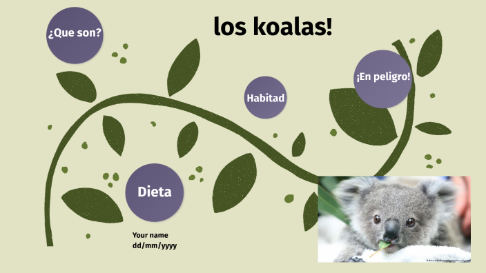 Los Koalas by diana patricia rubian correa on Prezi