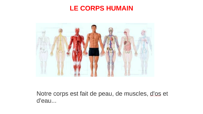 LE CORPS HUMAIN by Dadi Dou on Prezi