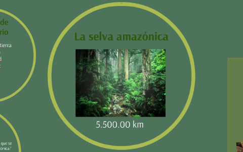 La selva amazónica by Shannon Adair