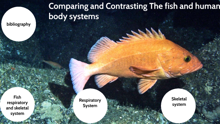 science project body systems portfolio by Kelley Harris on Prezi