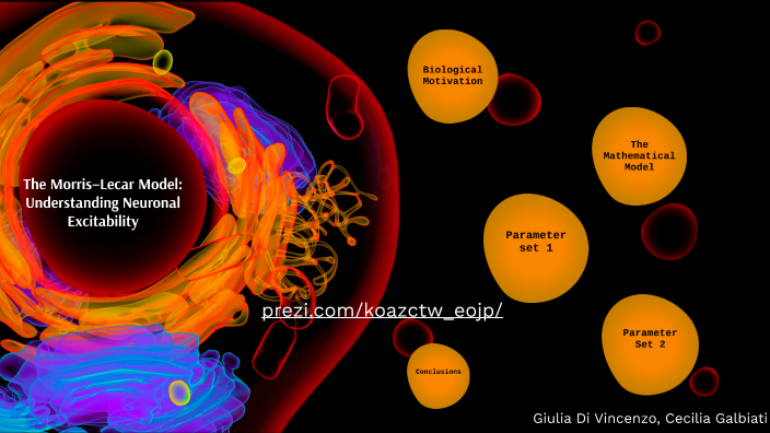 The Morris–Lecar Model: Understanding Neuronal Excitability by cecilia ...