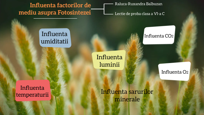 Influenta factorilor de mediu asupra Fotosintezei by Raluka Ruxandra on ...