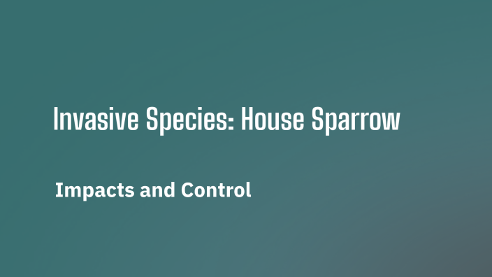 Invasive Species: House Sparrow by skysky gg on Prezi