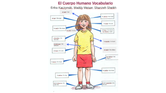 El Cuerpo Humano Vocabulario by Shanzeh Sheikh on Prezi