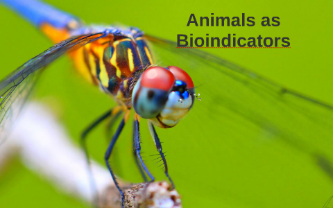 Animals as Bioindicators by Lindsay Fletcher on Prezi