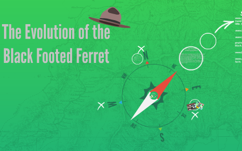 The Evolution of the Black Footed Ferret by Michaela Byers on Prezi