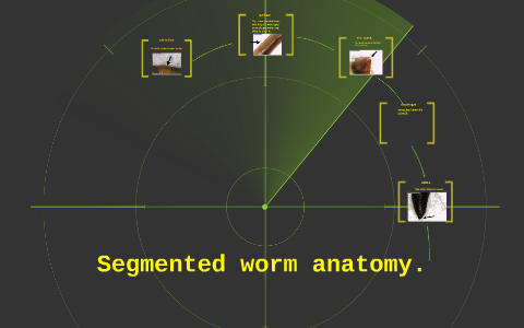 Segmented worm dissection by Hunter L on Prezi