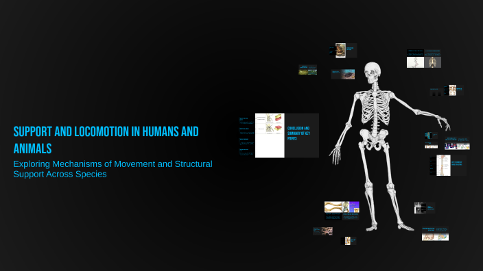 Support and Locomotion in Humans and Animals by Pascal Geminiani on Prezi