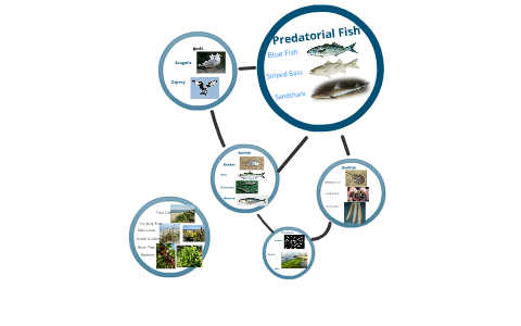 Sandy shore food web by brandon beebe on Prezi