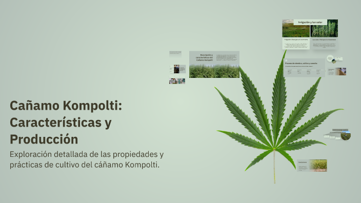 Cañamo Kompolti: Características y Producción by antonio bastos on Prezi