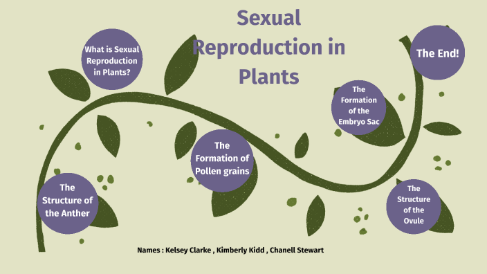 Sexual Reproduction In Plants - Micro Teaching Presentation by on Prezi