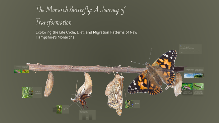 The Monarch Butterfly: A Journey of Transformation by Scott McCann on Prezi