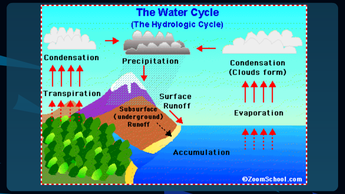 The Water Cycle and Photosynthesis by Jack Ellmer on Prezi