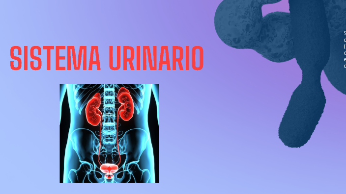 SISTEMA URINARIO by La guarida Sas on Prezi