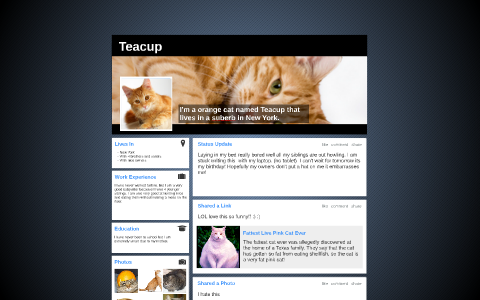 Teacup the cat by Anna Fyfe