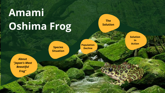 Amami Oshima Frog SSP by Declan Mechem on Prezi