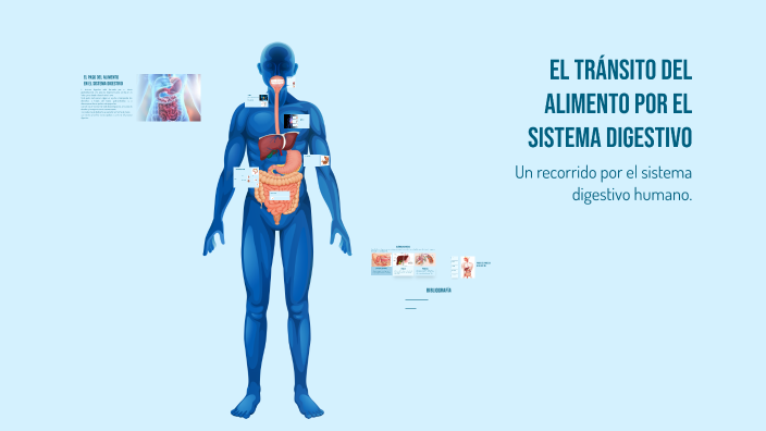 El tránsito del alimento por el sistema digestivo by Marta Cordero ...