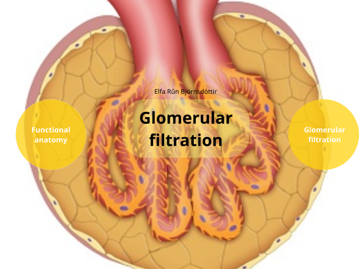 Glomerular filtration by Elfa Rún Björnsdóttir on Prezi