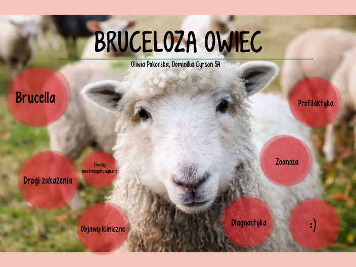 bruceloza owiec by Dominika Cyrsolingo on Prezi