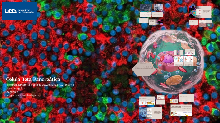Células Beta Pancreáticas by marcea inostroza on Prezi