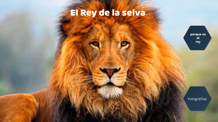 El Rey de la selva by Ivan Lafuente on Prezi