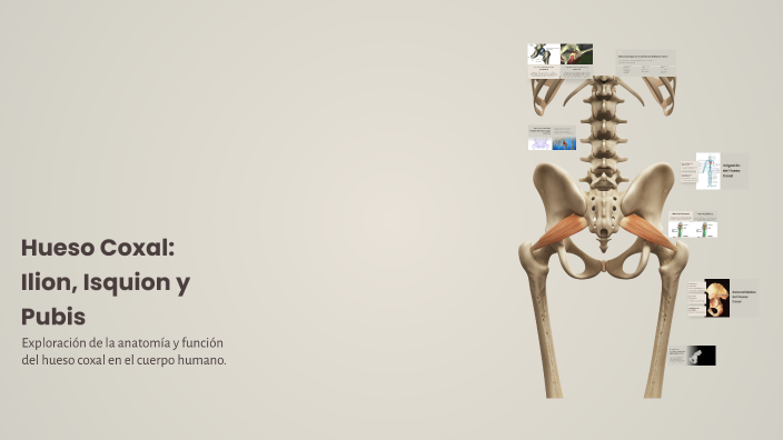 Hueso Coxal: Ilion, Isquion y Pubis by Agustina Gutierrez on Prezi