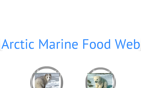 Arctic Marine Food Web by Jasmine Duran on Prezi