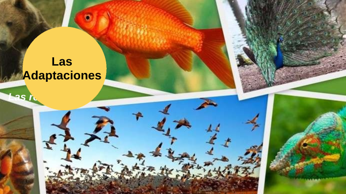 Adaptaciones de los Animales by Nathalie Rey on Prezi