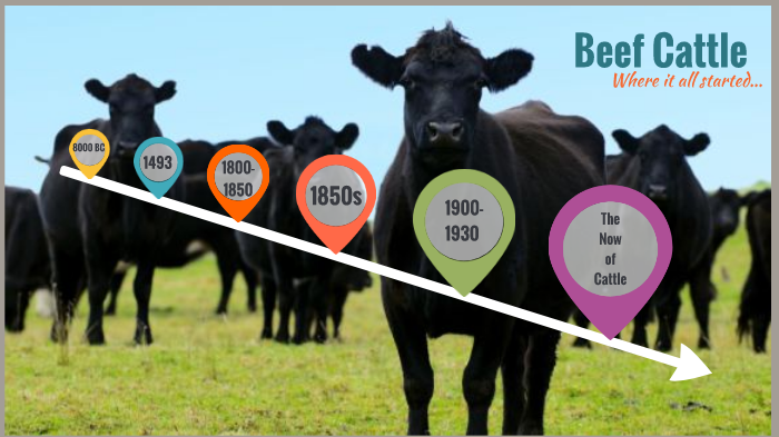 Cattle Timeline by Tessa Richey on Prezi