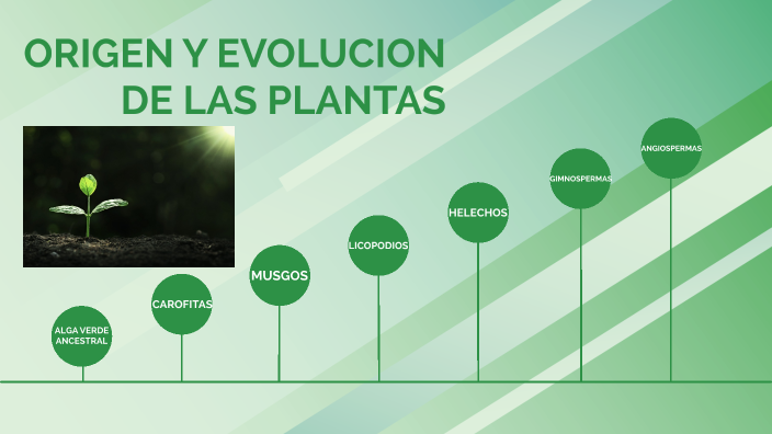 origen y evolución de las plantas by camilo andres mendoza segura on Prezi