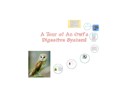 A Tour of an Owl's Digestive System by on Prezi
