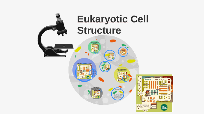 Eukaryotic Cell Structure by Kristy Ellison on Prezi