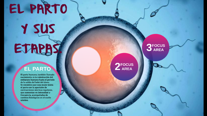 EL PARTO Y SUS ETAPAS by keidy vega cruz on Prezi