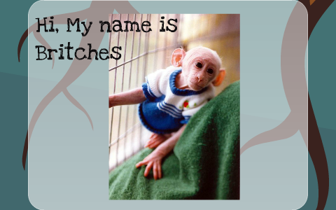 Zoology: Controversies on zoos by Jessica Lozoya on Prezi