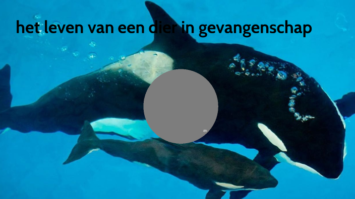 het leven van een zee dier in gevangenschap by tara destiny on Prezi