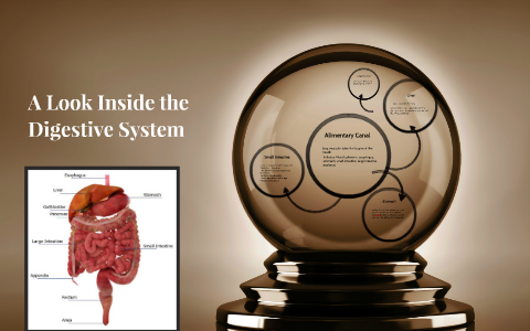 A Look Inside the Digestive System by Alexis Johnson on Prezi