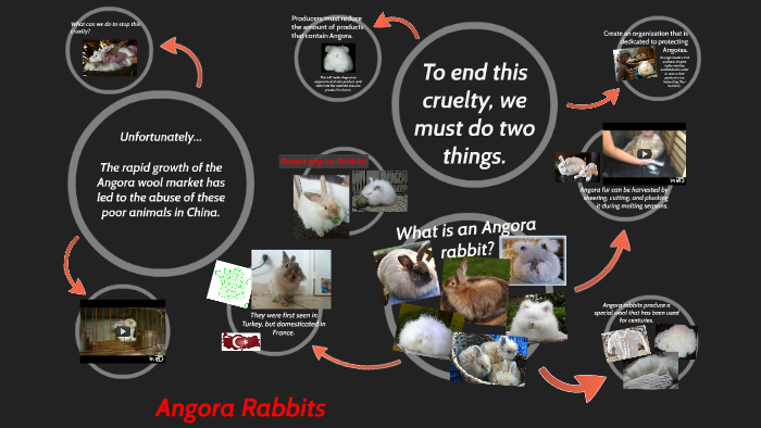 Angora Rabbit Fiber by Xena Mapel on Prezi