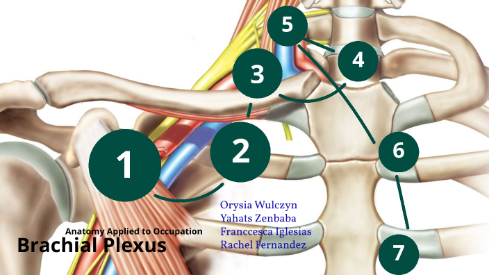 Brachial Plexus by Orysia Adams on Prezi