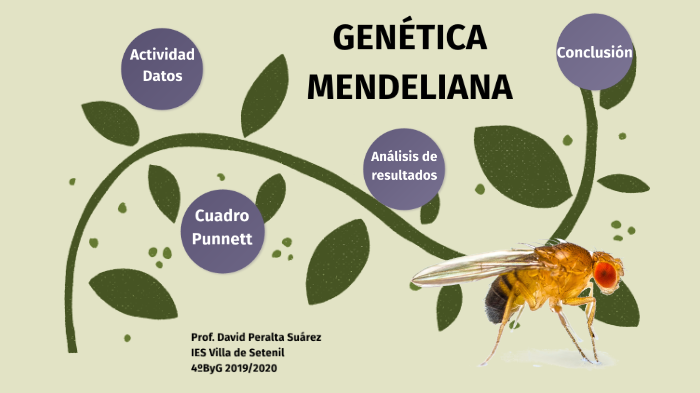 Genética Mendeliana 4ESO by David Peralta Suárez on Prezi