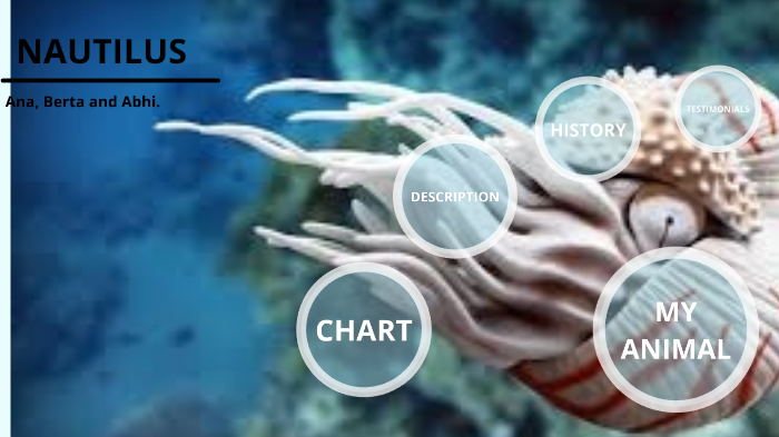 nutilus by berta pineda montañà on Prezi