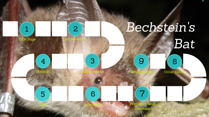 Bechstein's bat by Marcus by Michael Schratter on Prezi