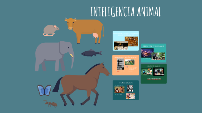 INTELIGENCIA ANIMAL by Andrea Martinez Lopez on Prezi