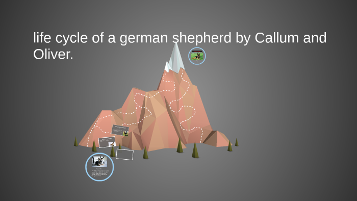 life cycle of a German Shepard by Helen Clifford on Prezi