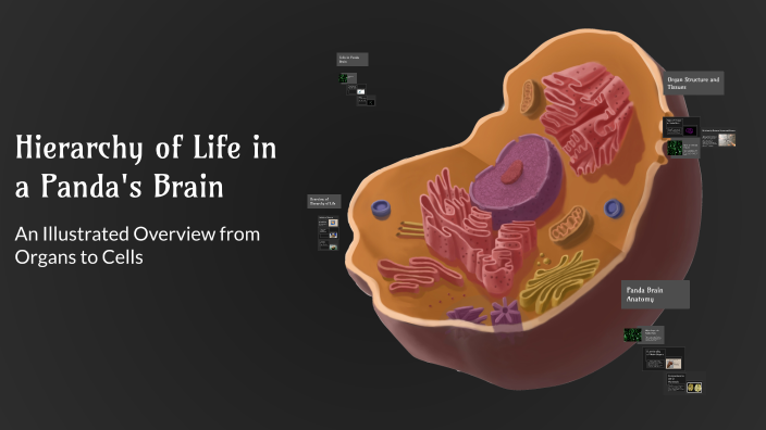 Hierarchy of Life in a Panda's Brain by Zander Lynch on Prezi