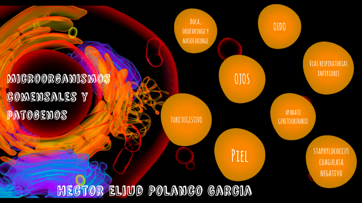Microorganismos comensales y patogenos by HECTOR ELIUD POLANCO GARCIA ...